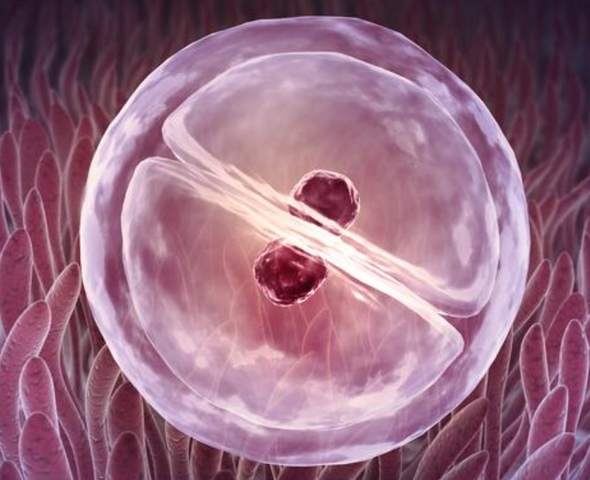 Desarrollo Embrionario timeline | Timetoast timelines