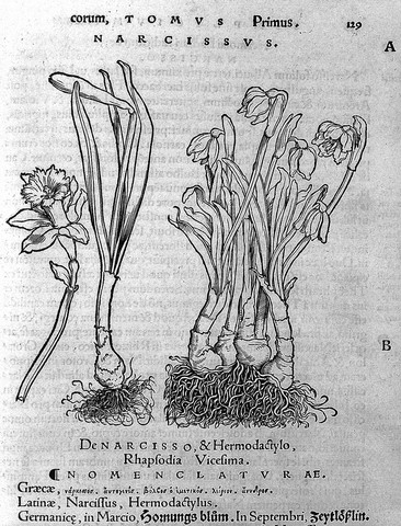 A növények rendszerezésének fejlődése timeline | Timetoast timelines
