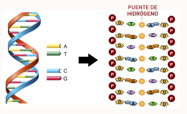 Genética Mendeliana timeline | Timetoast timelines