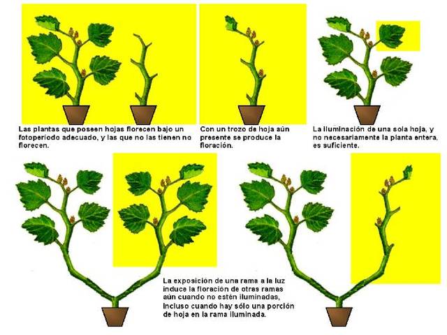 Procesos metabólicos en las plantas timeline | Timetoast timelines