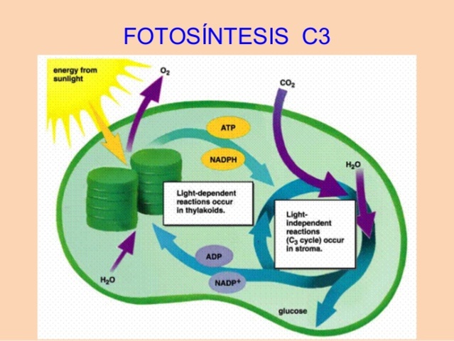EVOLUCIÓN DEL METABOLISMO EN LAS PLANTAS timeline | Timetoast timelines