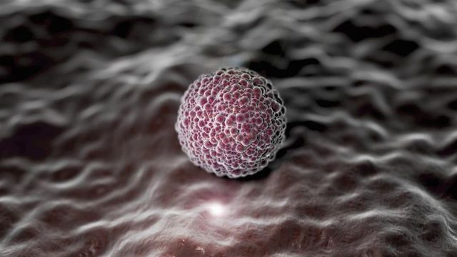 Fetal Development timeline | Timetoast timelines