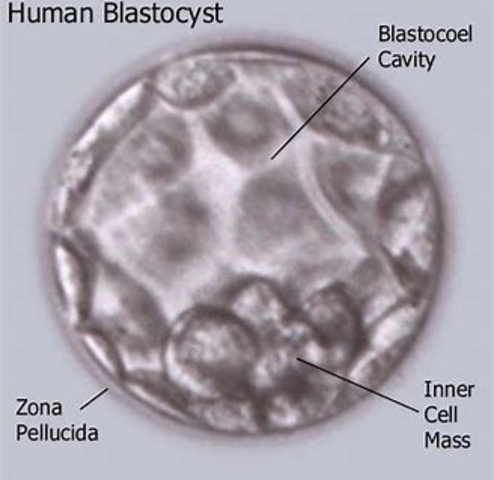 Fetal Development Timeline | Timetoast timelines