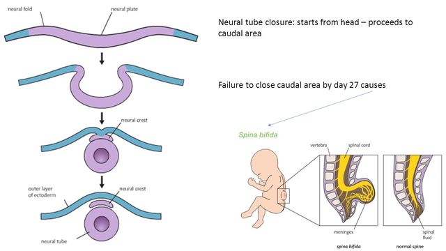 Fetal Development Timeline- Cristina Brown | Timetoast timelines