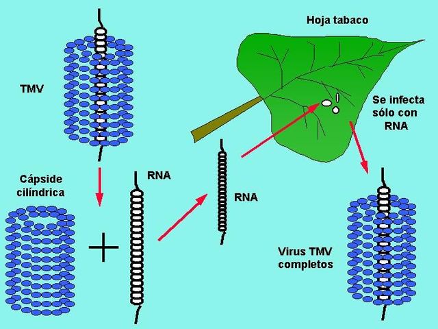 Historia de la Microbiología timeline | Timetoast timelines
