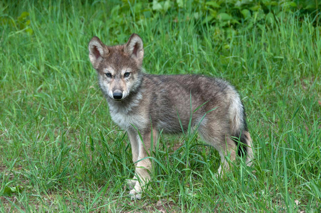 Gray Wolf timeline | Timetoast timelines