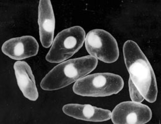 Historia de la parasitología timeline | Timetoast timelines