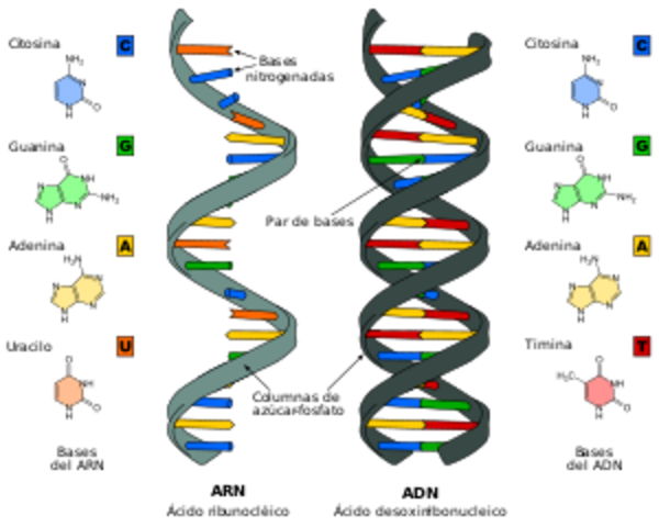 Historia de las ideas evolucionistas timeline | Timetoast timelines