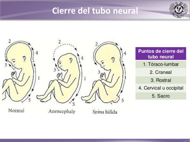 EMBRIOLOGÍA DEL SISTEMA NERVIOSO timeline | Timetoast timelines