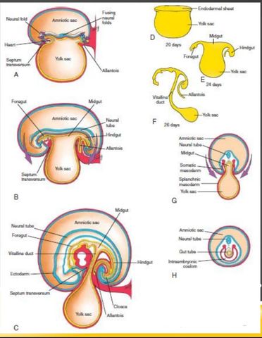 Embriologia Del Aparato Digestivo timeline | Timetoast timelines