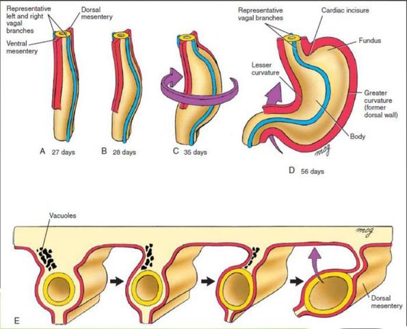Embriologia Del Aparato Digestivo timeline | Timetoast timelines