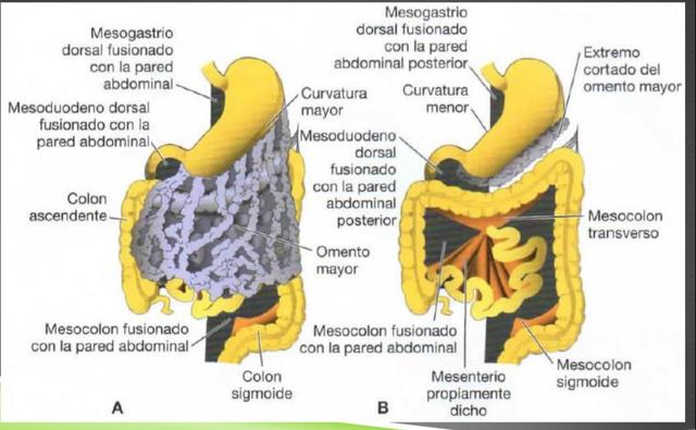 Embriologia Del Aparato Digestivo timeline | Timetoast timelines