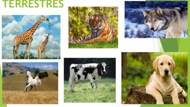 100 Ejemplos De Animales Terrestres Y Acuticos Clasificacion De