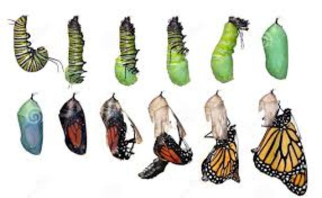 la vida de una mariposa timeline | Timetoast timelines