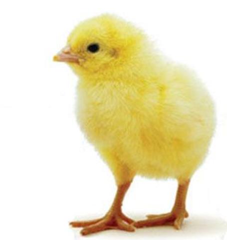 nacimiento de un pollito timeline | Timetoast timelines