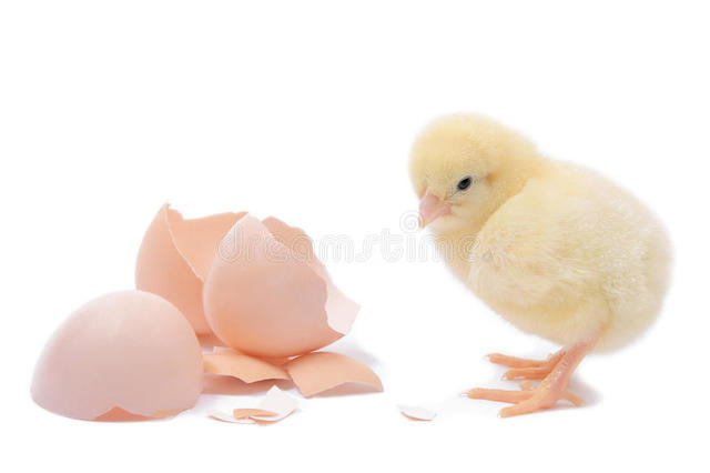 nacimiento de un pollito timeline | Timetoast timelines