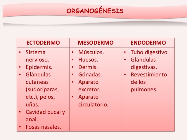 Desarrollo Embrionario Timeline Timetoast Timelines