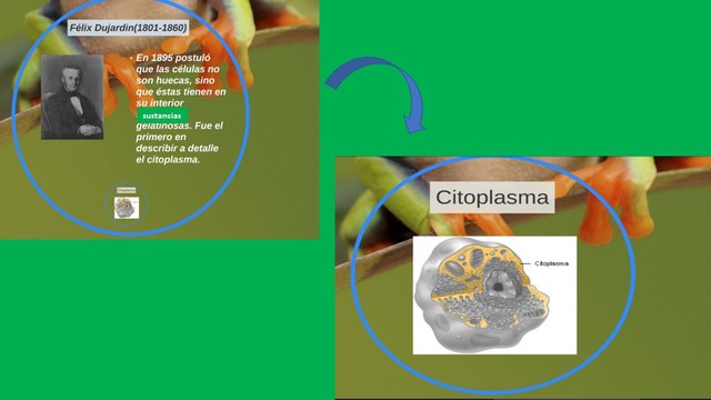 Célula y su Historia Evolutiva timeline | Timetoast timelines