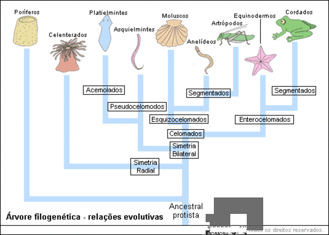 INVERTEBRADOS timeline | Timetoast timelines