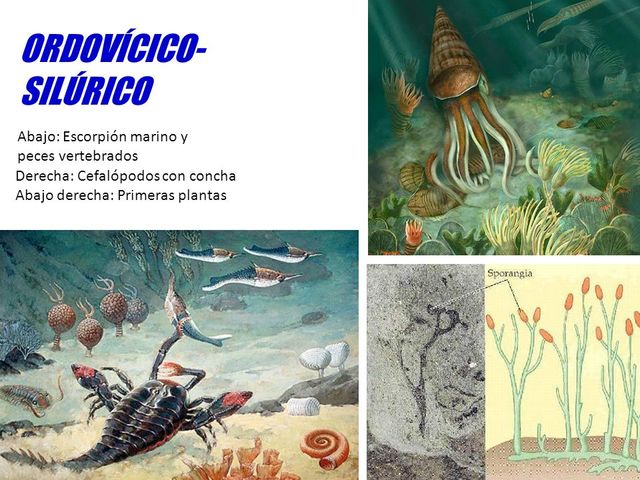 Eras Geológicas timeline | Timetoast timelines