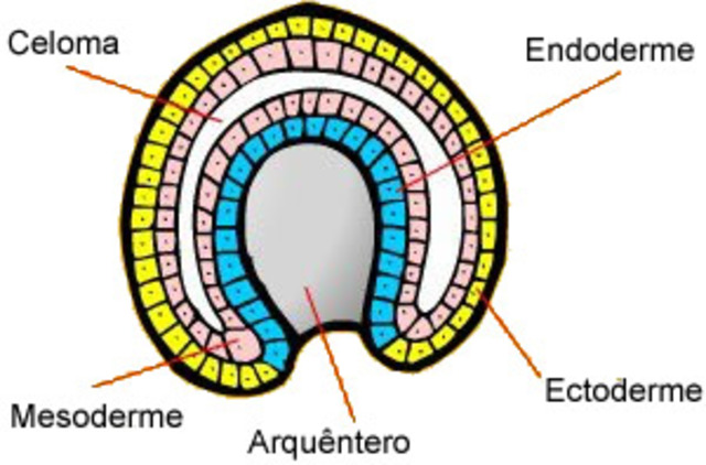 1ºBach Biología: DESARROLLO EMBRIONARIO HUMANO timeline | Timetoast ...