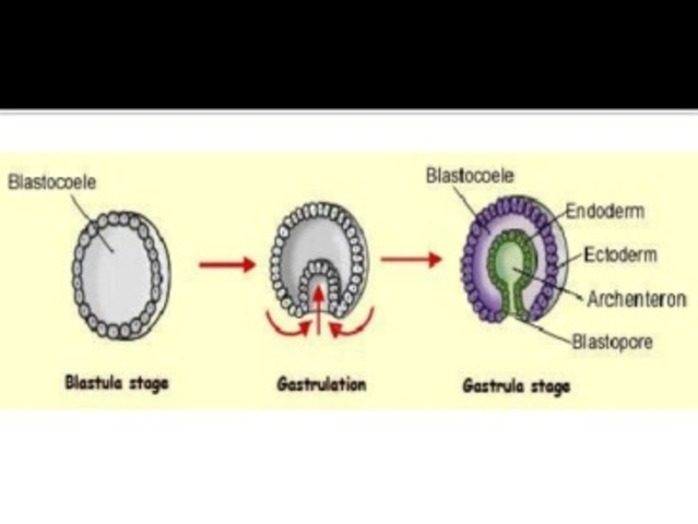 1ºBach Biología: DESARROLLO EMBRIONARIO HUMANO timeline | Timetoast ...