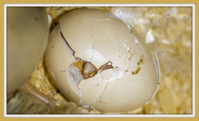 Life Cycle of a Chicken timeline | Timetoast timelines