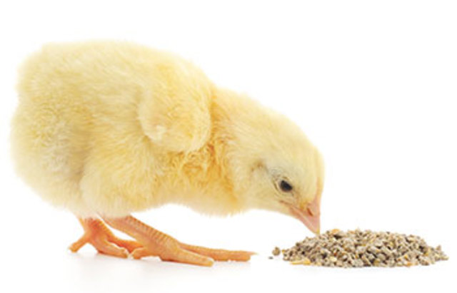 Life Cycle of a Chicken timeline | Timetoast timelines