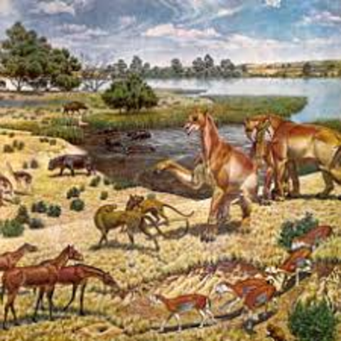 ERAS GEOLOGICAS timeline | Timetoast timelines
