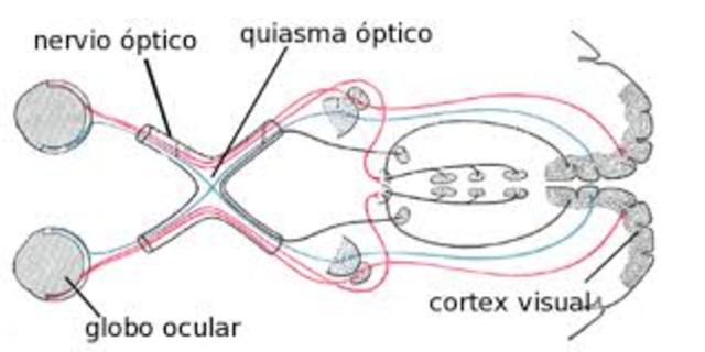 Embriologia Ocular timeline | Timetoast timelines