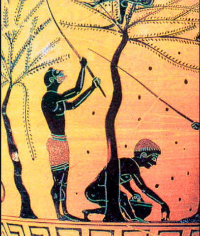 Ancient Greece: Minoans (3000 B.C.E.) to the rise of democracy (488 B.C ...