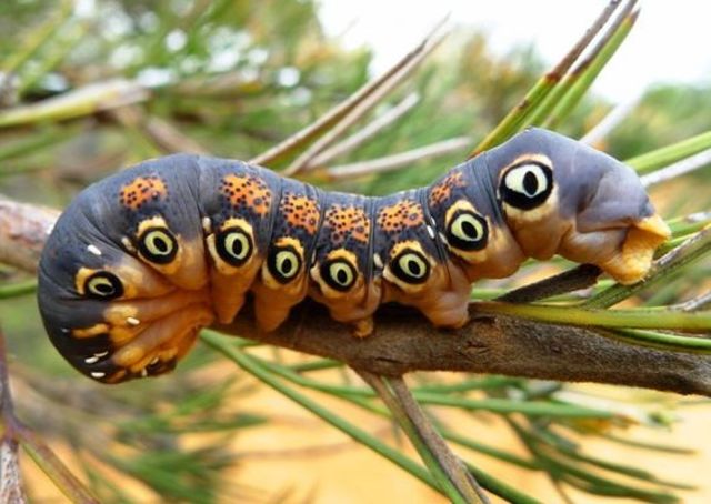 CLASIFICACION DE LOS INVERTEBRADOS timeline | Timetoast timelines