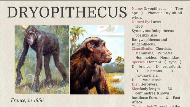 Linea de Tiempo de la Evolución del Hombre (Iris Rodríguez) timeline ...