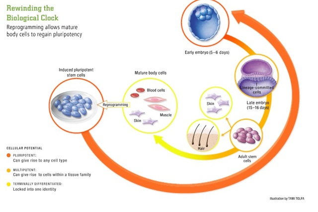 Historia de la biología molecular timeline | Timetoast timelines