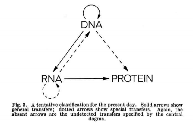 BIOLOGÍA MOLECULAR timeline | Timetoast timelines