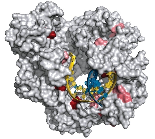 Historia de la biología molecular timeline | Timetoast timelines