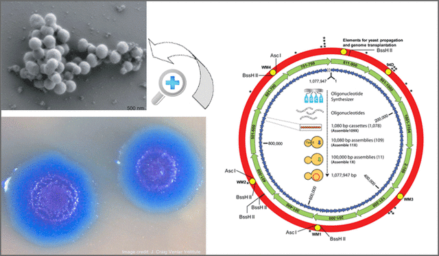 Historia de la Biología Molecular timeline | Timetoast timelines