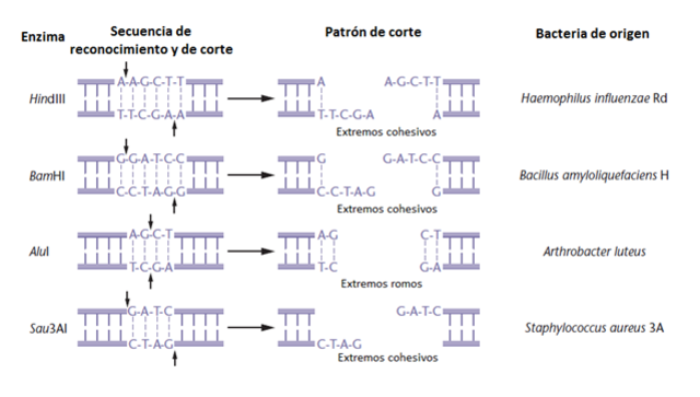 HISTORIA DE LA BIOLOGÍA MOLECULAR timeline | Timetoast timelines