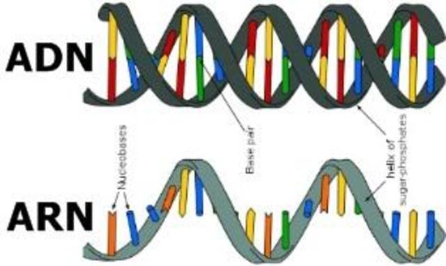 History of the Molecular Biology timeline | Timetoast timelines