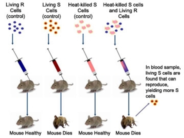 Historia de la Biología Molecular timeline | Timetoast timelines