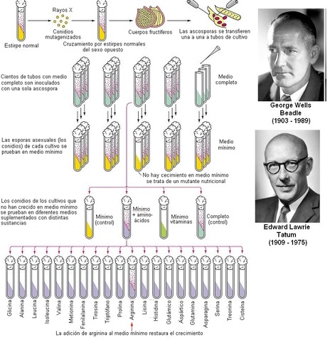 HISTORIA DE LA BIOLOGÍA MOLECULAR timeline | Timetoast timelines
