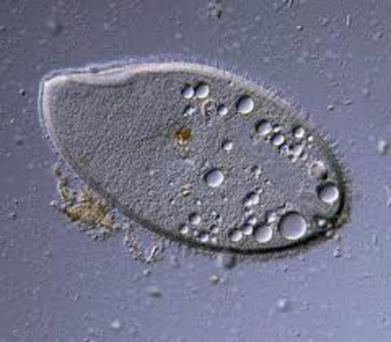 Microscopio timeline | Timetoast timelines