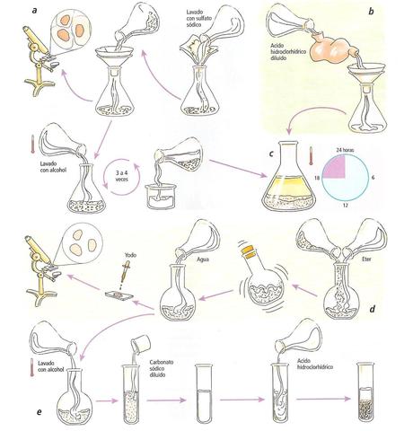 Historia de la biología molecular timeline | Timetoast timelines