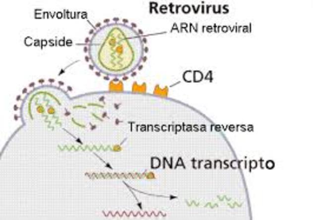 Historia de la biología molecular timeline | Timetoast timelines