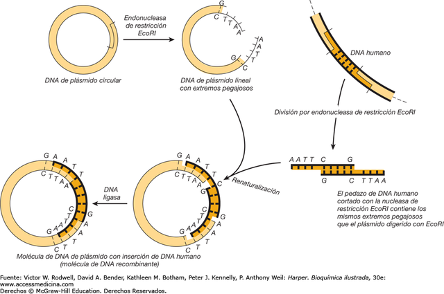 Historia de la biología molecular timeline | Timetoast timelines