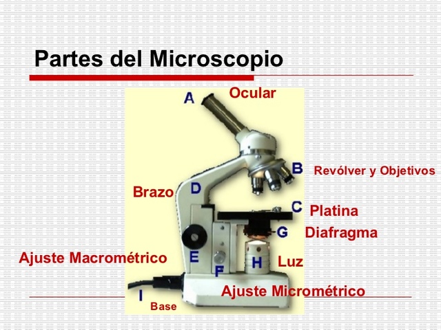 la evolución de los instrumentos de observación de células y moléculas ...