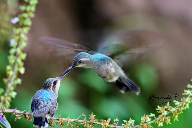 The Evolution Of The Hummingbird timeline | Timetoast timelines