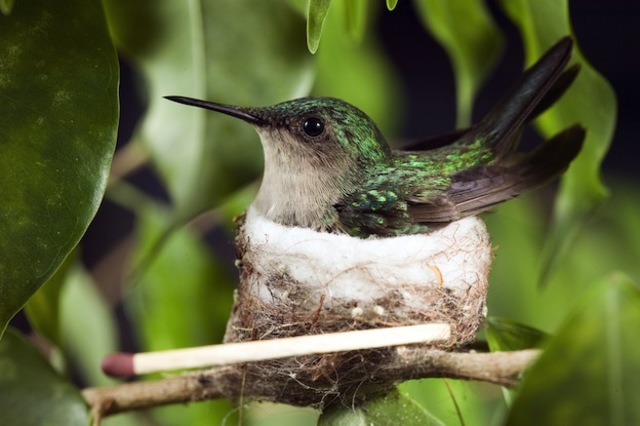 The Evolution Of The Hummingbird timeline | Timetoast timelines