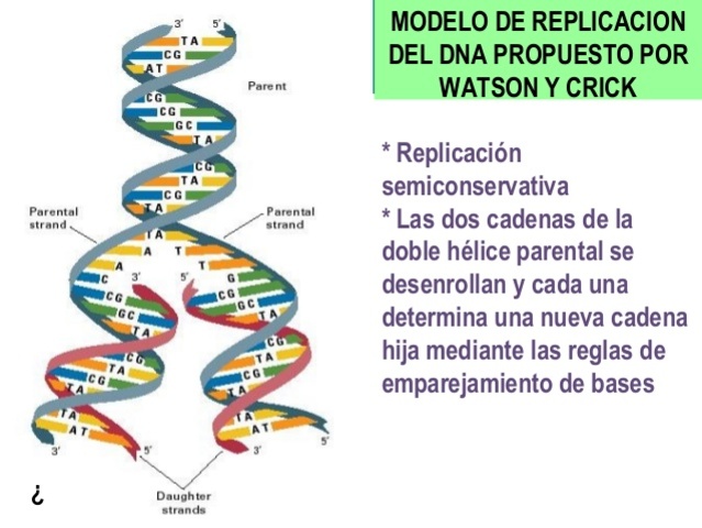 La genética moderna desde su origen timeline | Timetoast timelines