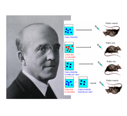 Historia de la biología molecular timeline | Timetoast timelines